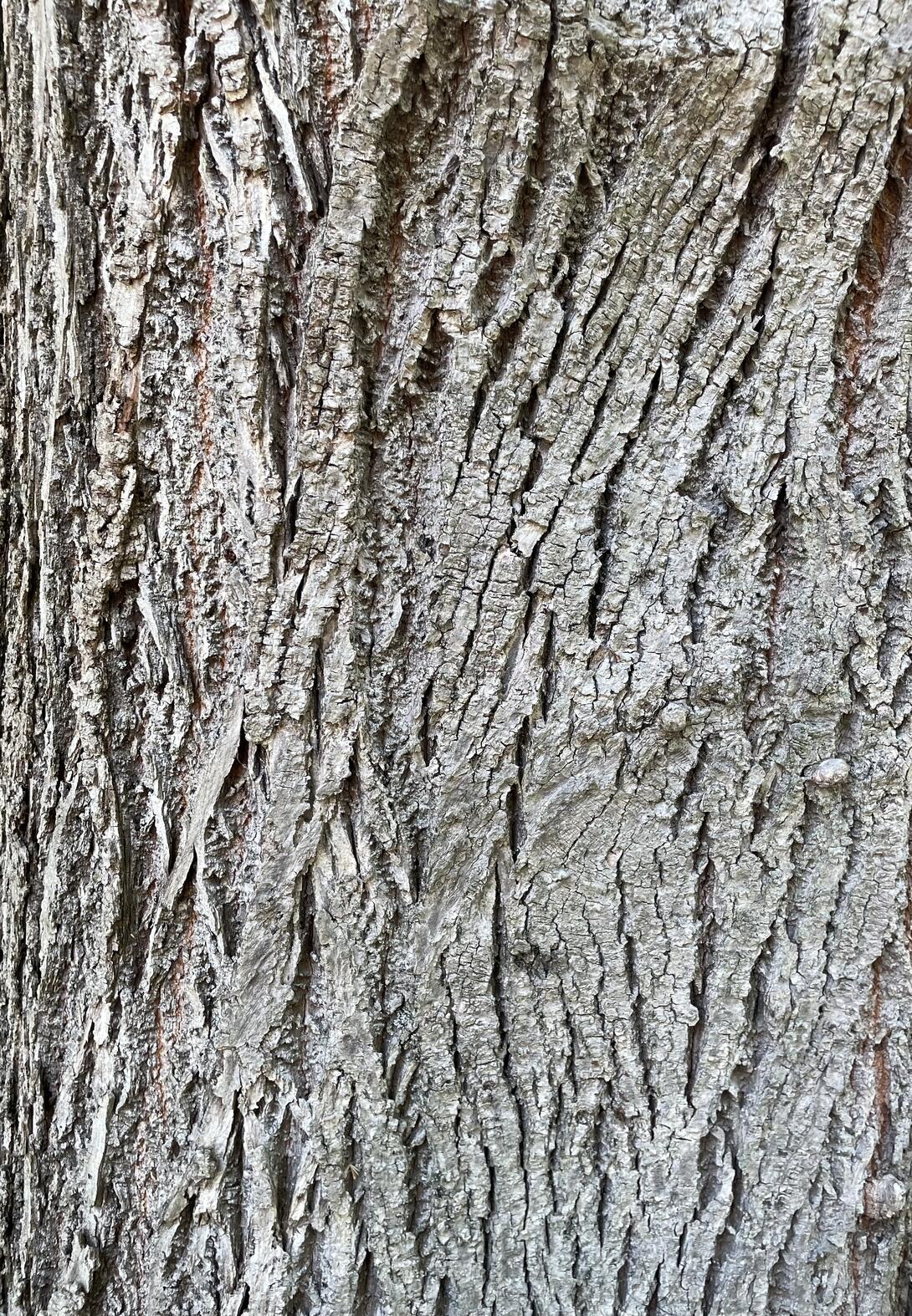 American Basswood | CMP Tree Selection Tool